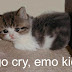 Go cry, emo kid | Funny Cat Pictures