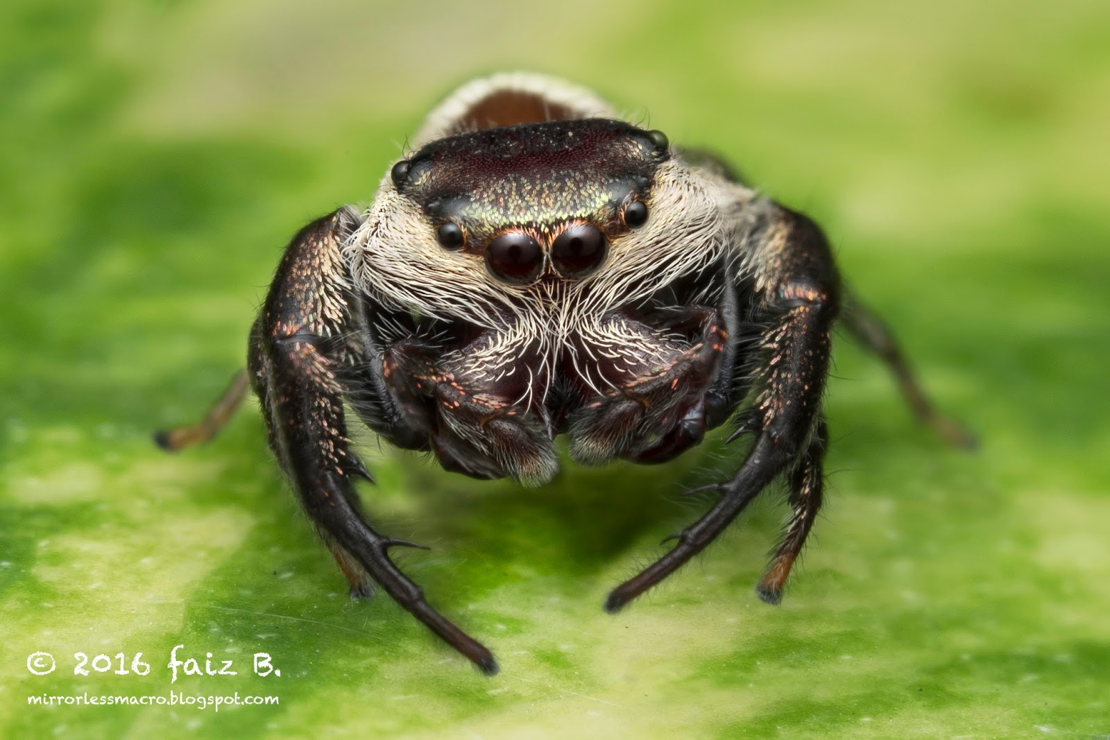 Mirrorless Macro Photography: Have I stopped going Mirrorless?