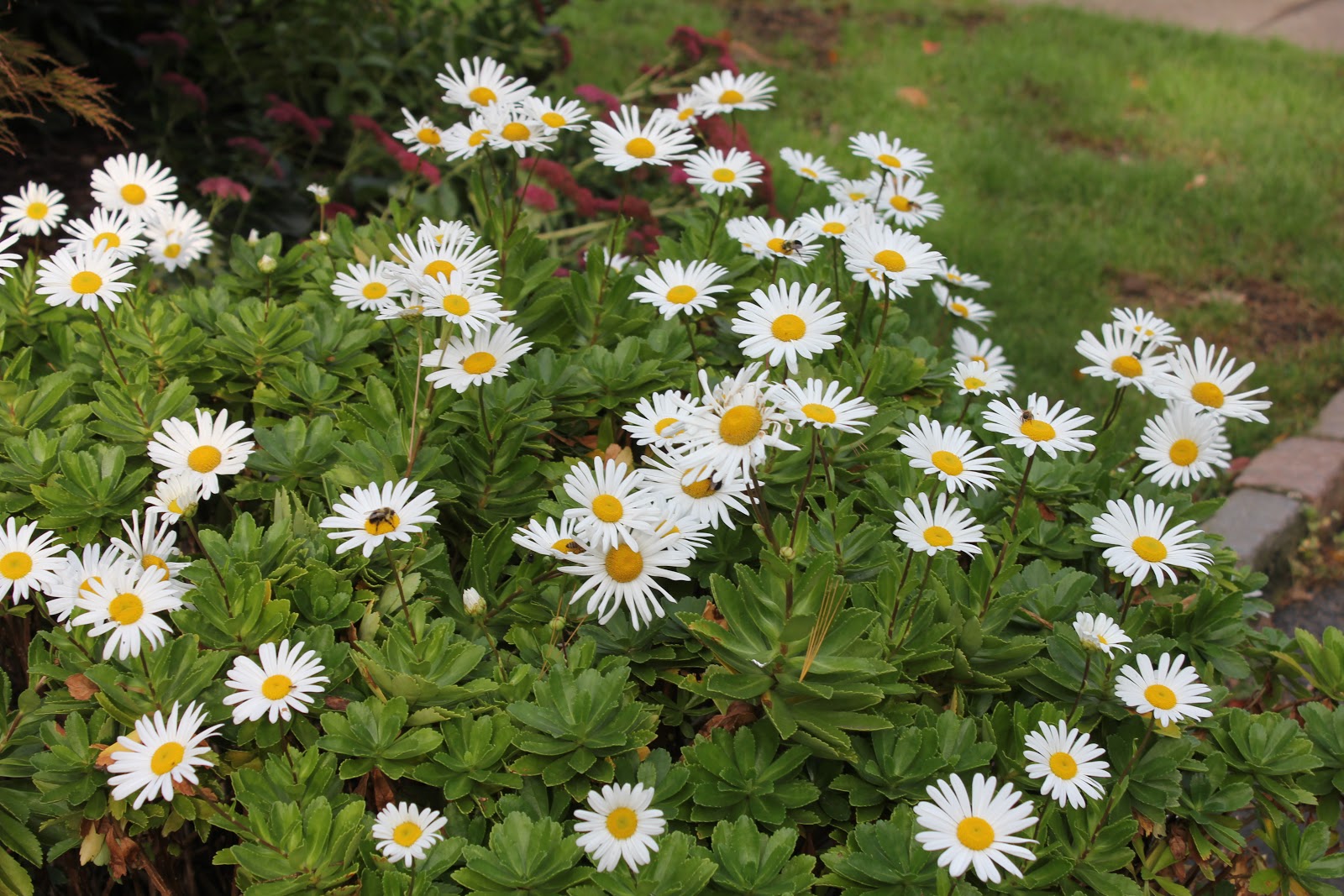 Gardening and Gardens: What's Blooming: October 2012