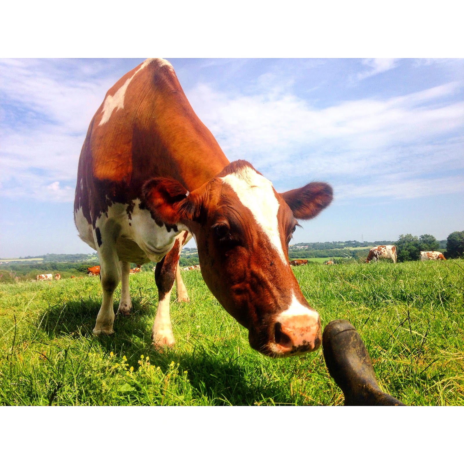 The Processes of Normal Calving - Vet in Training