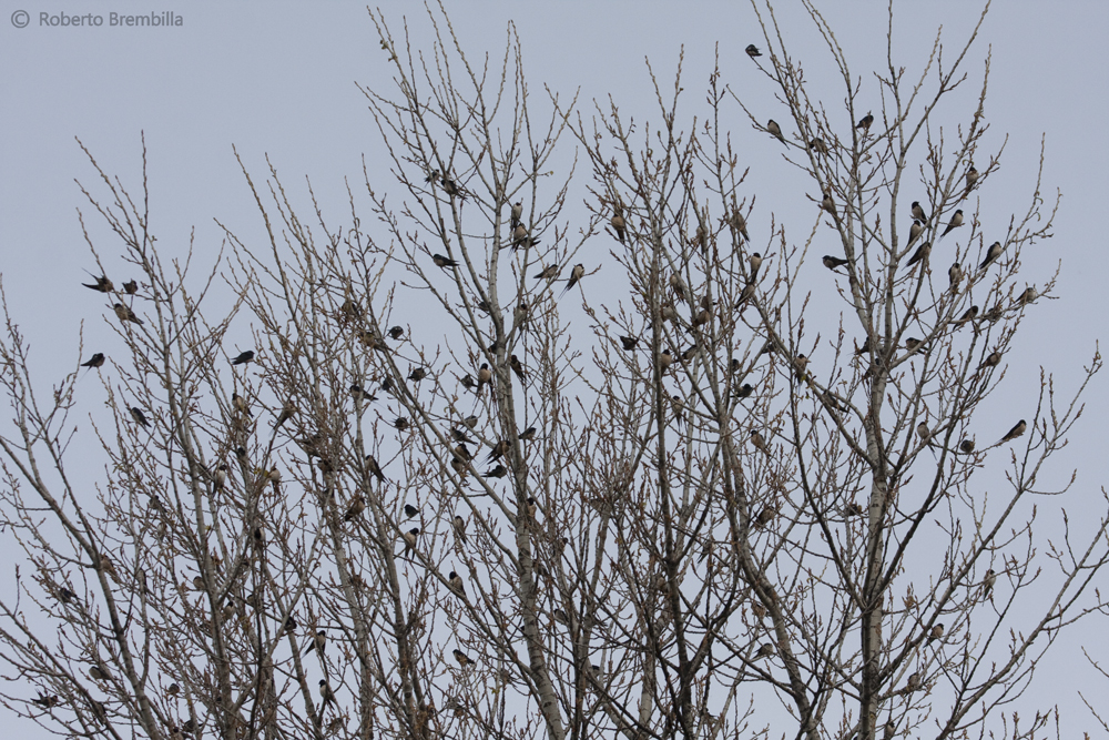 libereali: Ben tornate rondini…