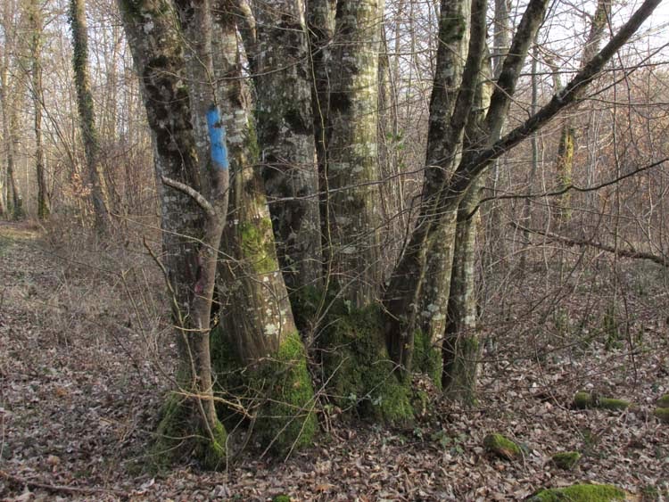 Vu par MamLéa: Ça pousse, en forêt