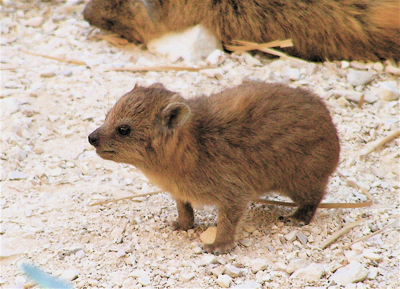 The catsized hyrax is the closest living relative to the elephant ...