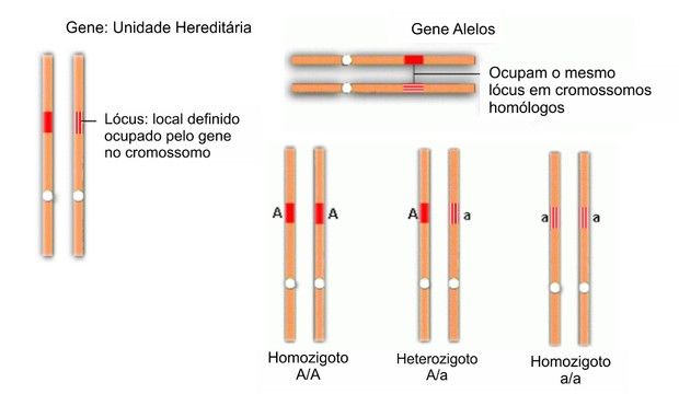 Biologia Na Escola: Cromossomo,Gene e DNA