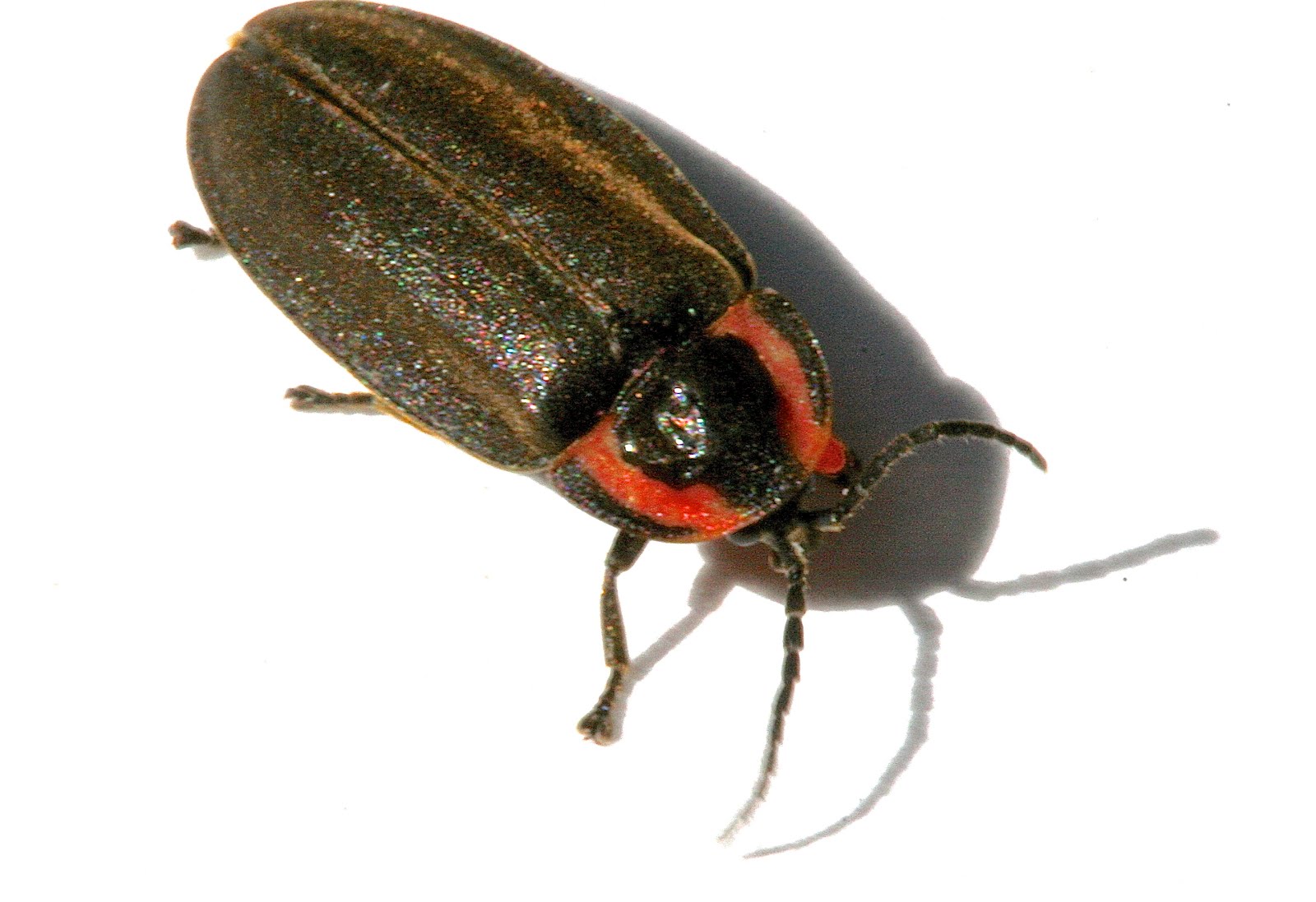 Marginalia: September 2012