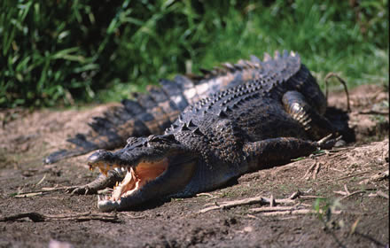 IMÁGENES Y FOTOS DE ANIMALES: Cocodrilos