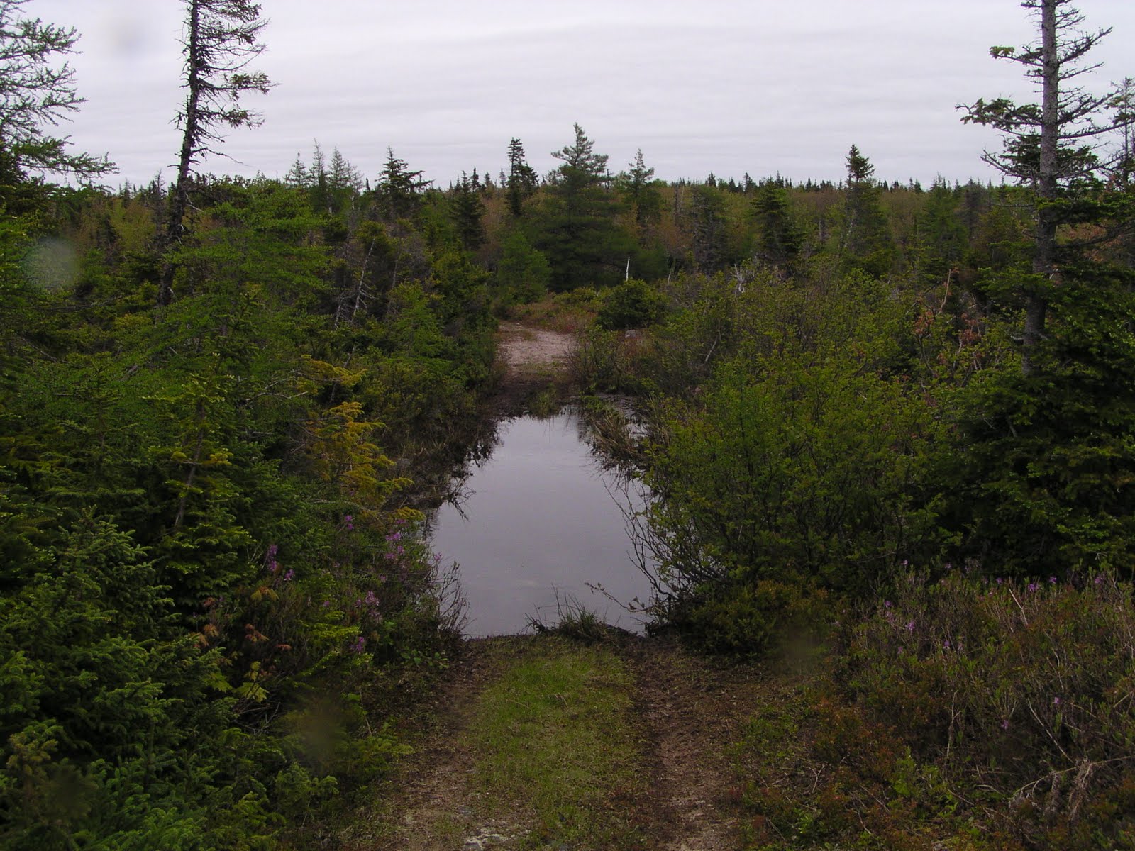Travel with Kevin and Ruth: Branch Pond Look-off Trail