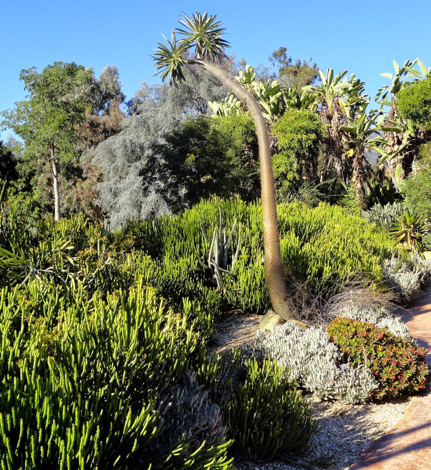 danger garden: A visit to the Los Angeles County Arboretum and Botanic ...