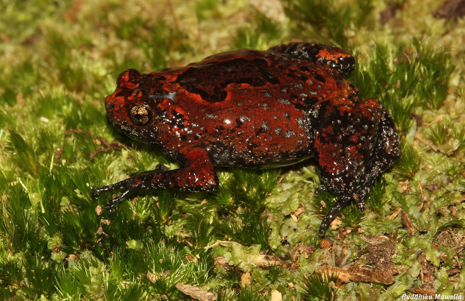 Lanka Nature Summary: Half-webbed Pug-snout Frog (Uperodon palmatus)