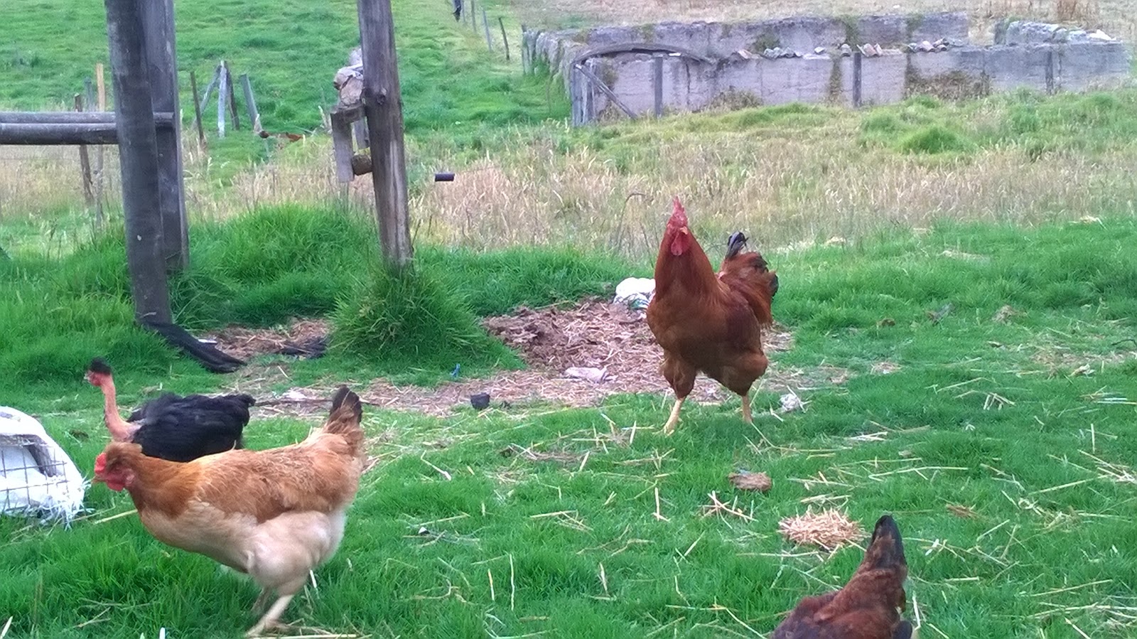 POLLO CAMPESINO AUTOCTONO ANDINO