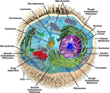 Important Diagrams of biology class 9th + 10th ~ Online Academy