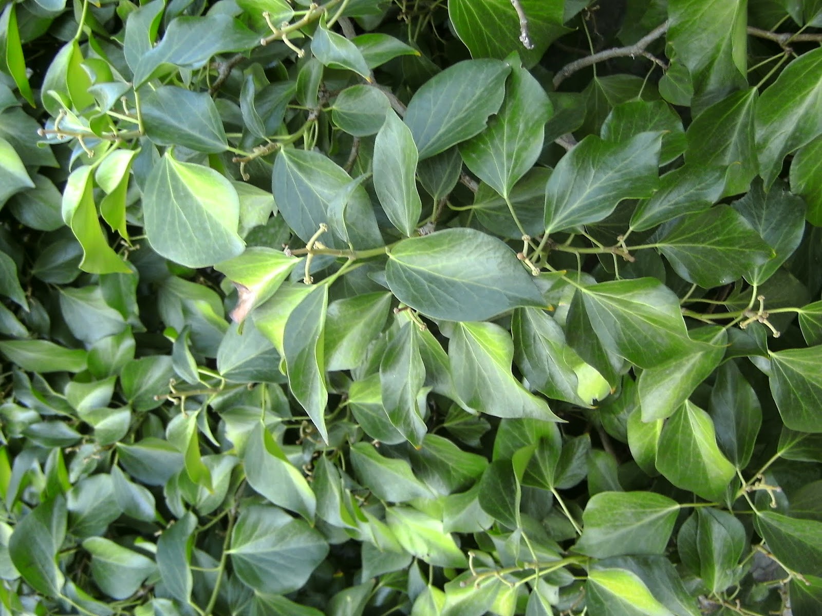 Mi herbario particular: HIEDRA (Hedera helix).