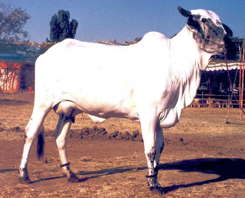 நம் நாட்டு மாடுகள் (BULL AND COW)