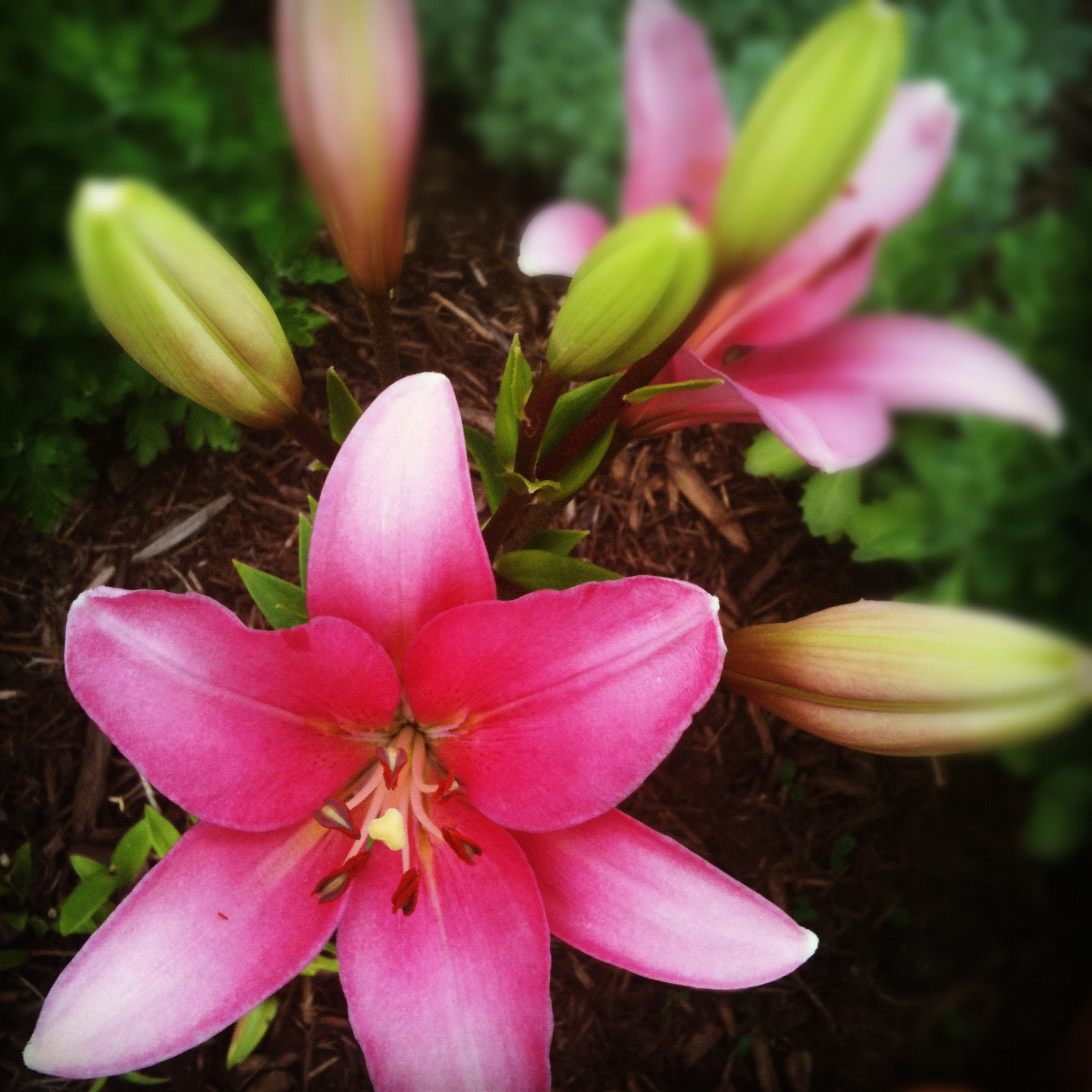 Inside the Pomegranate: flowerful friday