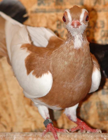 Hungarian Short-Beak | BD PIGEONS