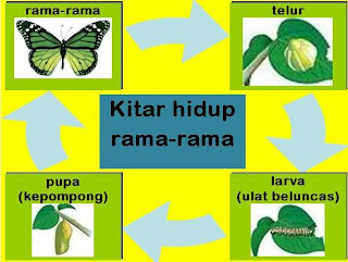 Dunia Sains Untuk Kita Semua: Alkisah : Riwayat hidup sang rama-rama ...