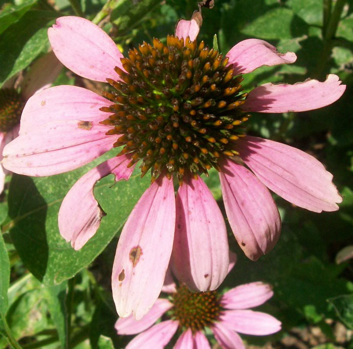 Faith, Hope, and Publication: STUDY IN SUMMER: WALNEY POND