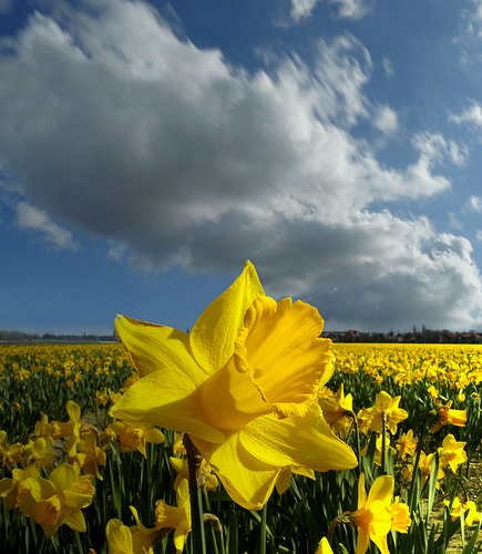 Dancing with Daffodils: Introduction
