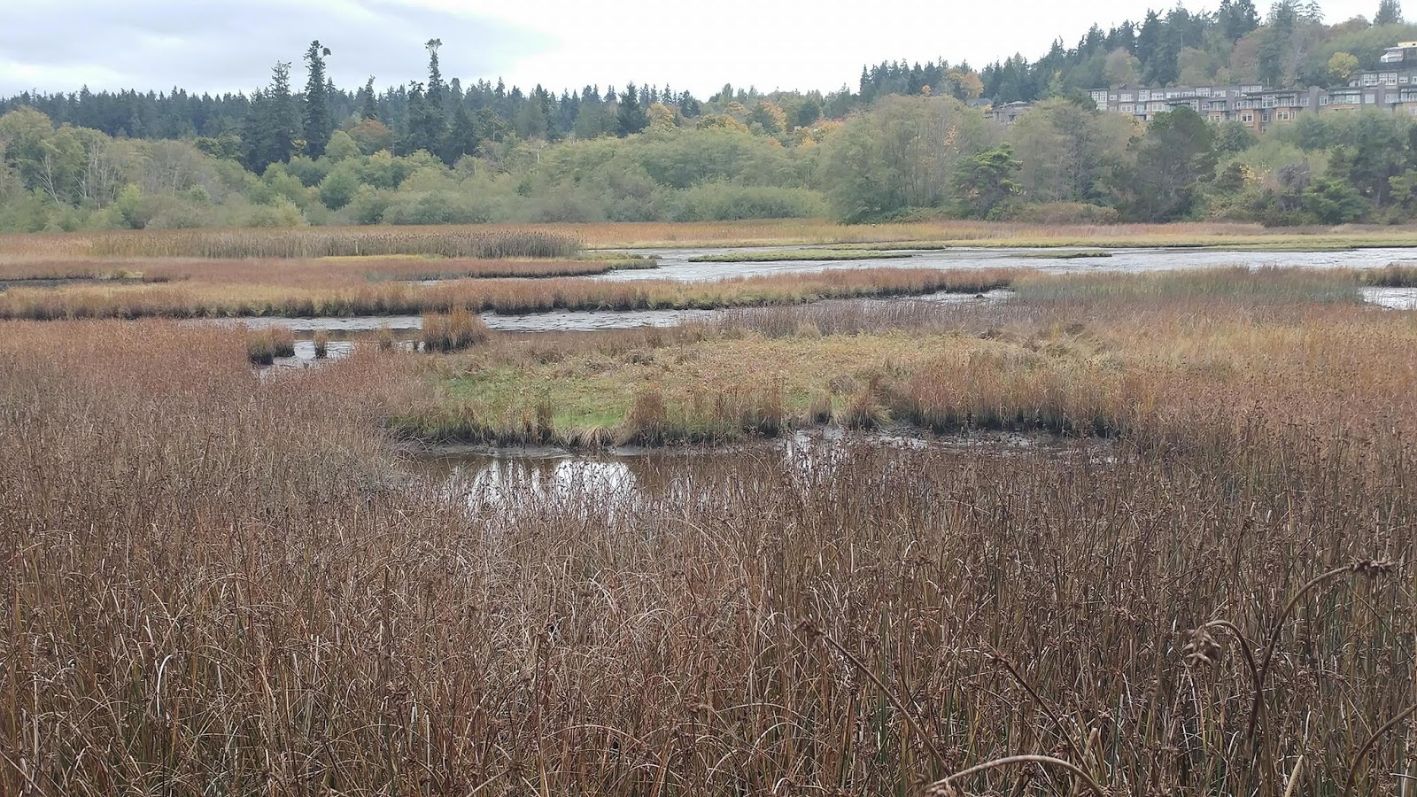 Blog #4 Edmonds Marsh