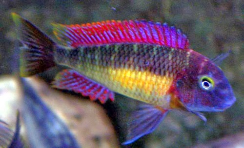 Tropheus'um: Tropheus Pictures-Tropheus Resimleri