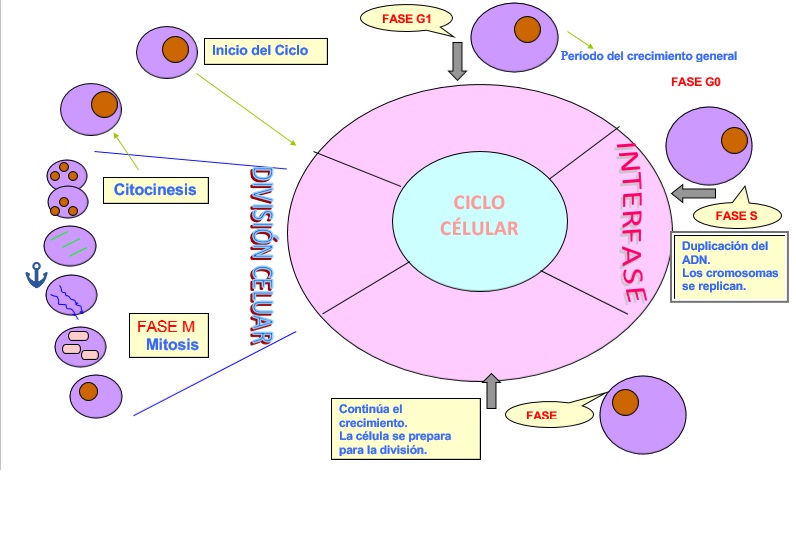 ESQUEMA DEL CICLO CELULAR