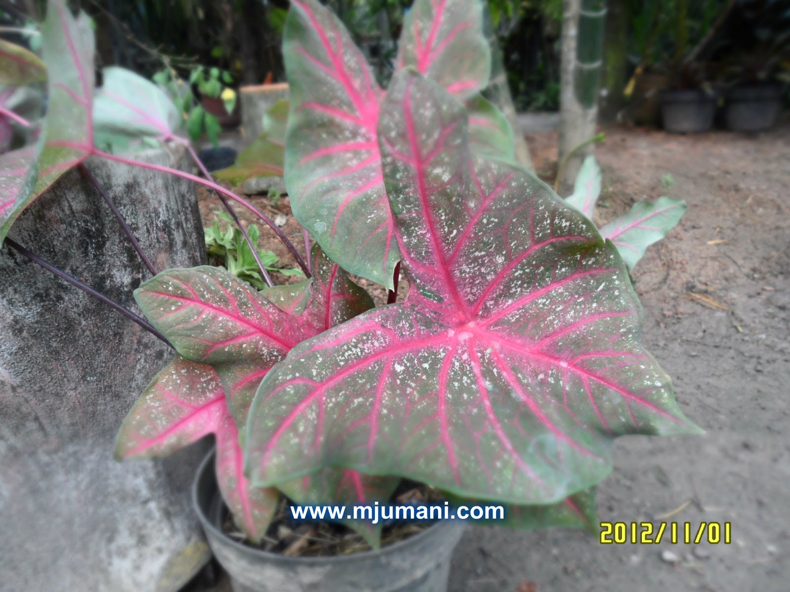 10+ Jenis Tanaman Hias Caladium