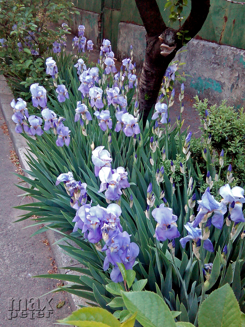 Romanian Stamp News: Floare de iris