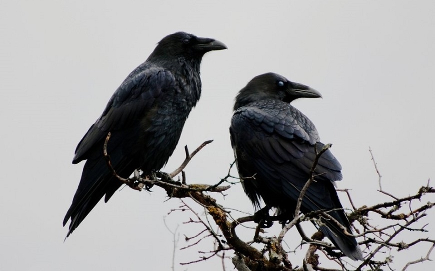 Naturaleza salvaje Blog: El cuervo