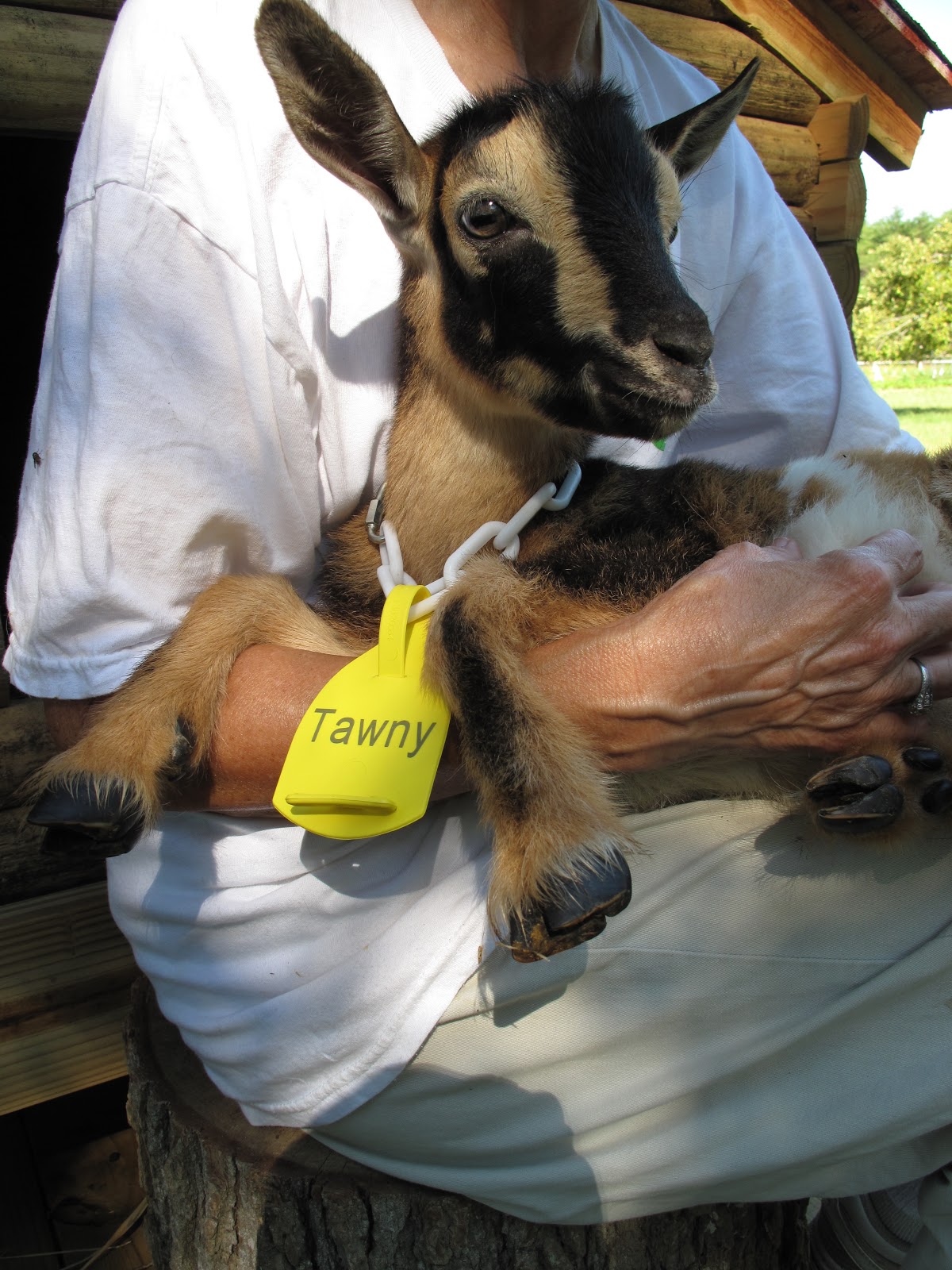 Wings of Dawn Farm: Name Tags for the Goats
