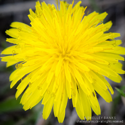 Prairie Wildflowers: Yellow