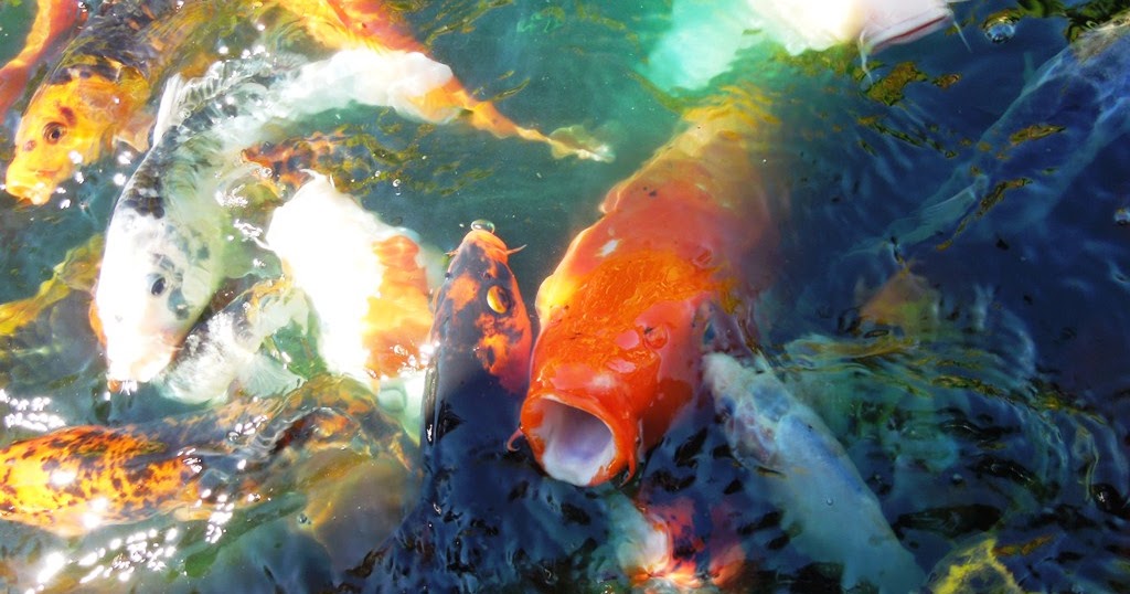 A Curmudgeon Abroad : Arbor(etum) Day