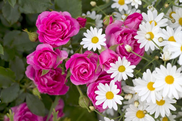 Ruususen Kuvia: Pinkit ruusut