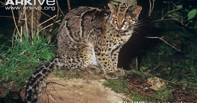 Mamíferos y marsupiales mammals of the earth: Gato jaspeado (Pardofelis ...