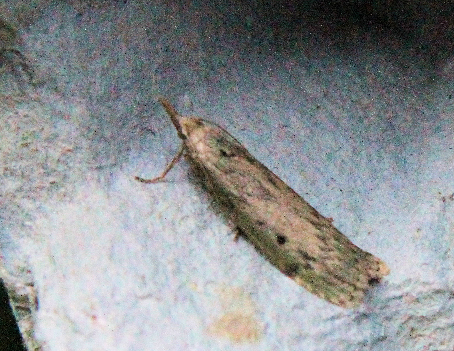 Birding with Flowers: June Moths