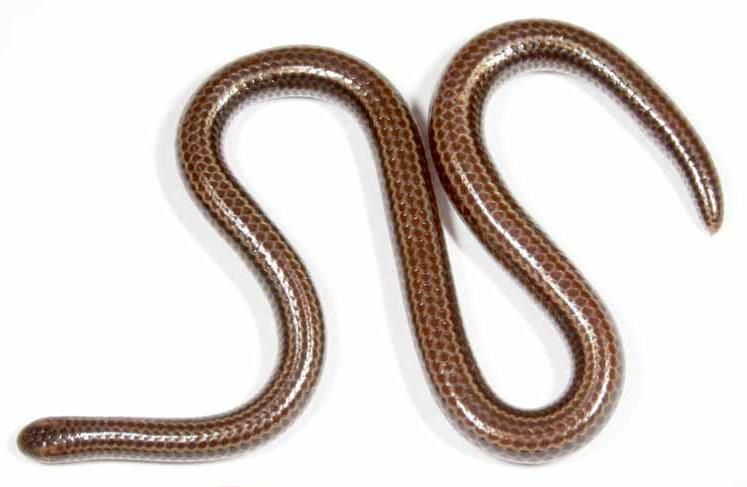 Real Monstrosities: Blind Snake