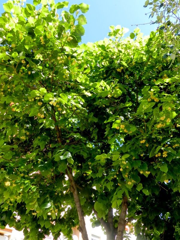 naturconsejos: TILO (Tilia platyphyllos)