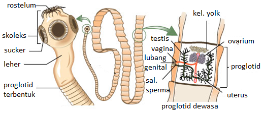 Kingdom Animalia : Filum Platyhelminthes - MAHKOTA SAINS
