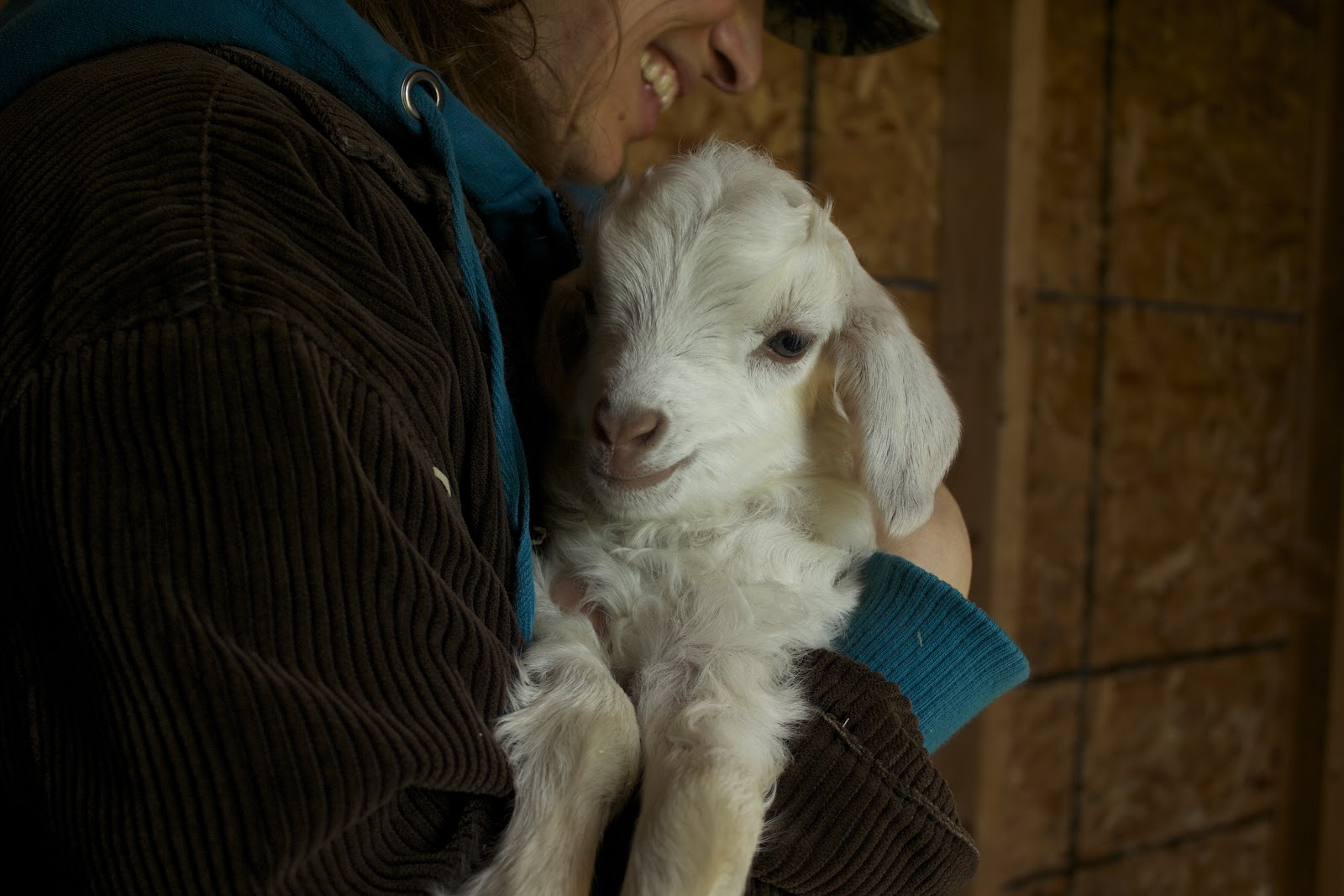 HICK CHIC: Better sit down... BABY GOAT ADORABLE CUTENESS!!!