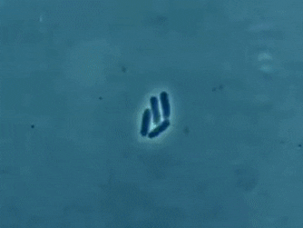 Biología1 C201: Divisiones Celulares