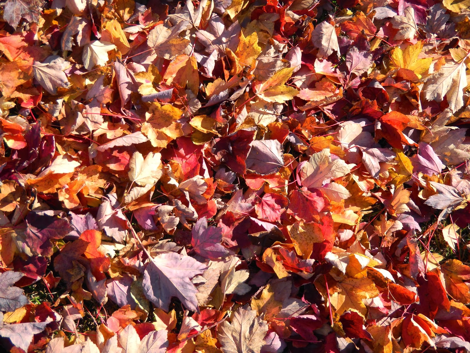 The Traveling Gardener: November 2013