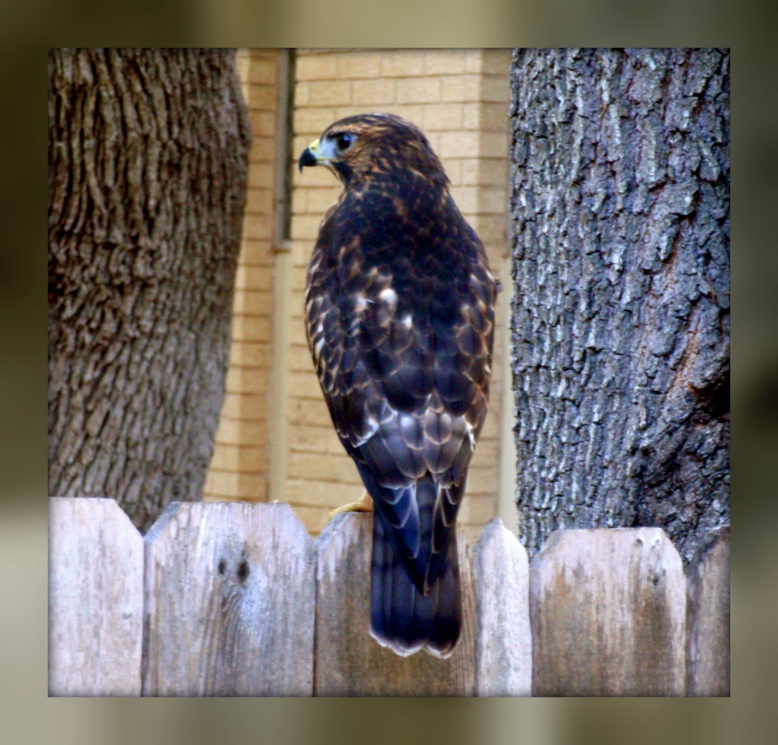 Rambling Wren: Hawk Watch 2011