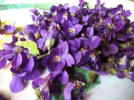 La violette - Nature et complicités