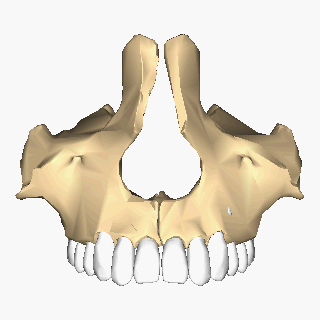 BIOFLAGRANTES*: OSSO MAXILAR