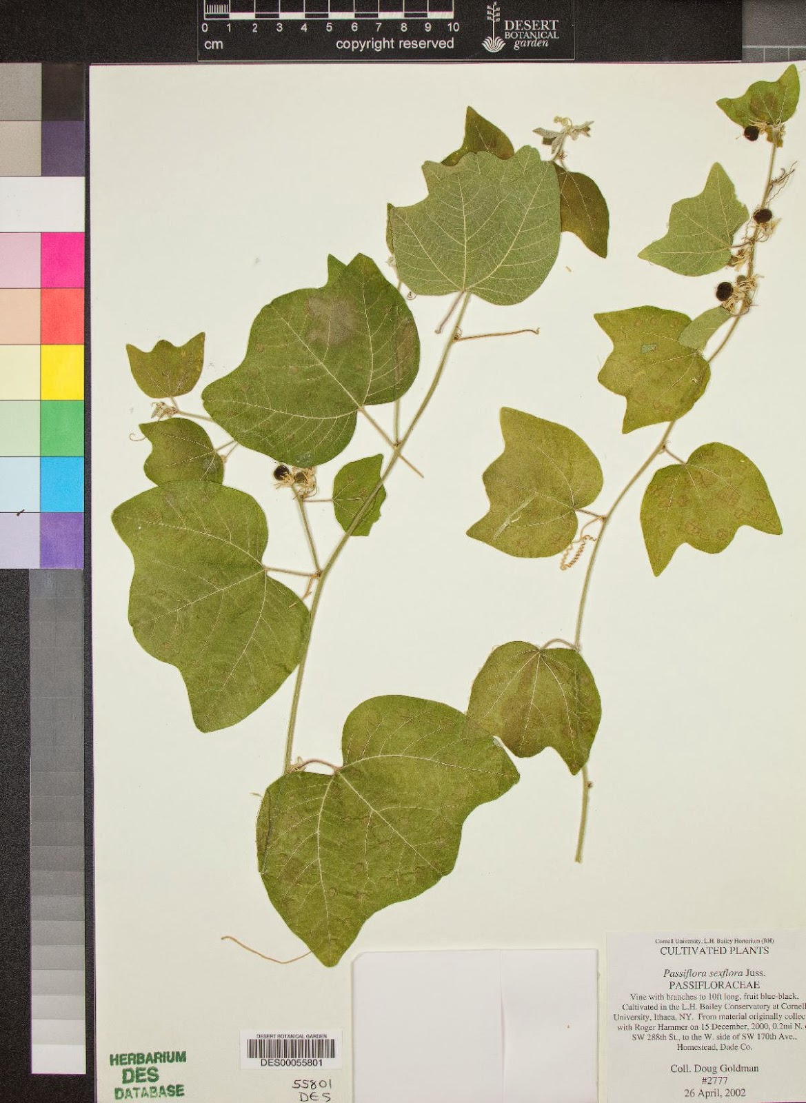 Flora de Puerto Rico Ilustrada Papo Vives: PASSIFLORACEAE PASSIFLORA ...