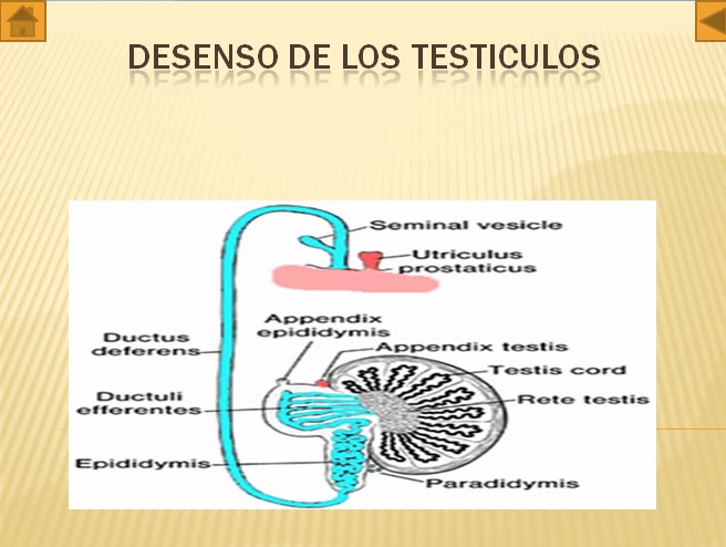 PINKPANTHER: GONADAS