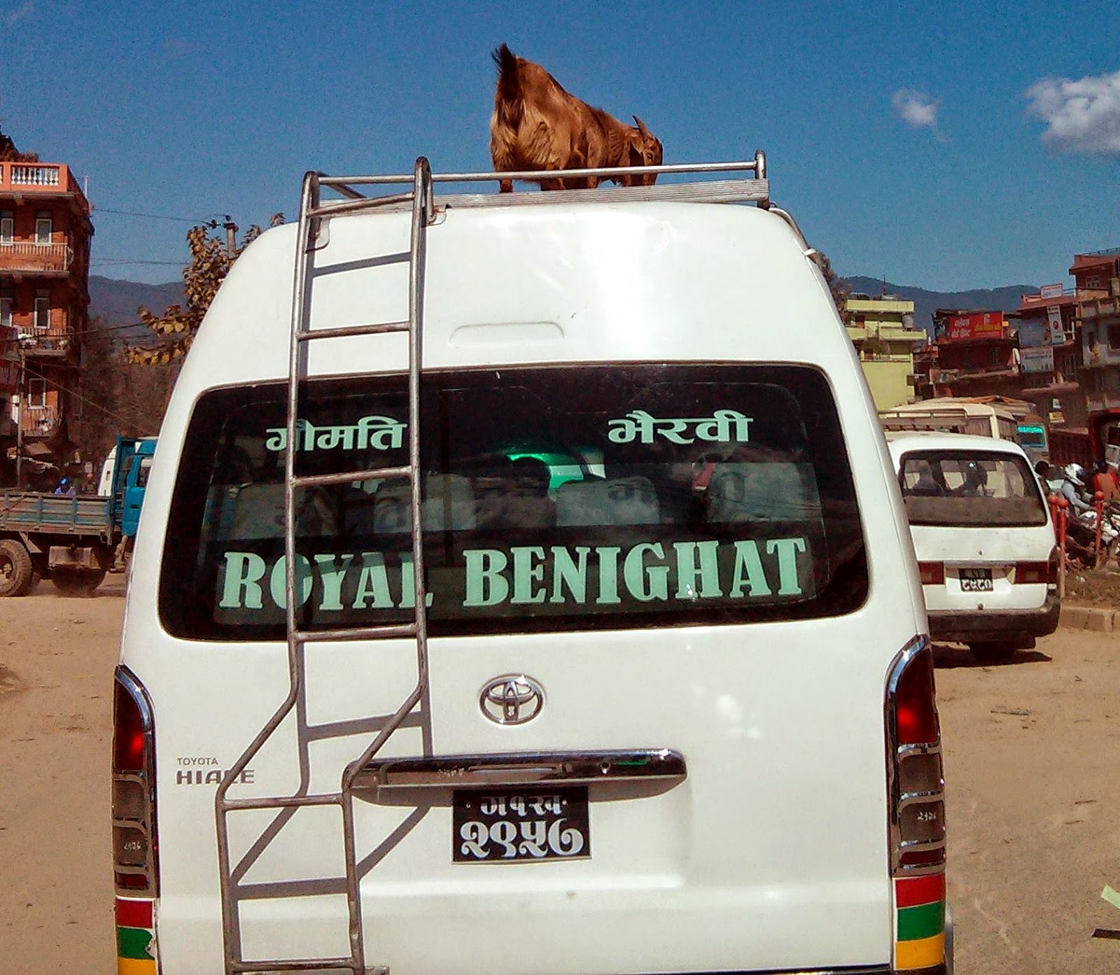 How to Transport a Goat in Nepal