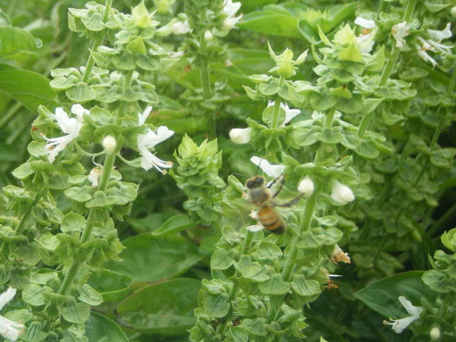 Windy Acres Diary: Attracting Native Pollinators