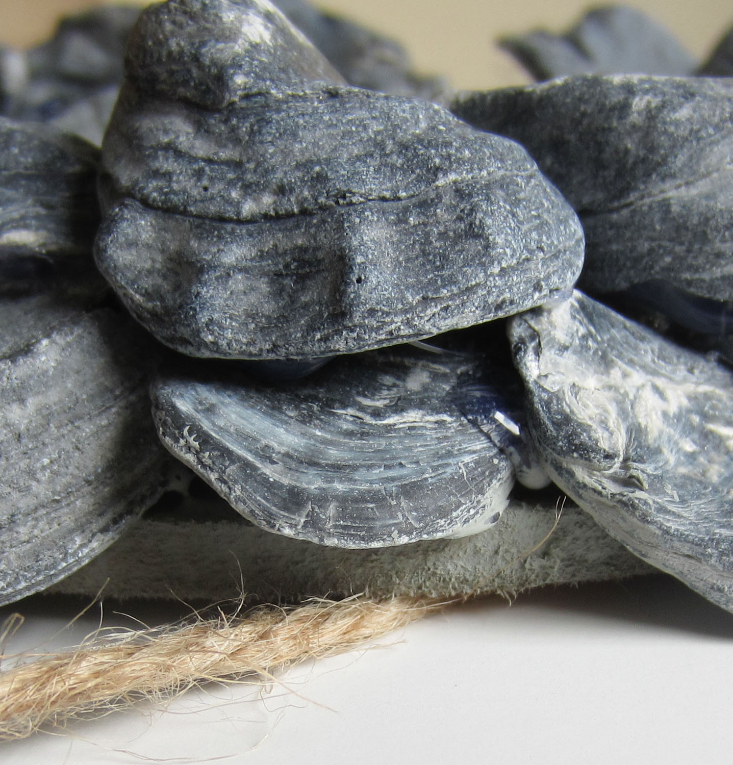 A Good Home: A DIY Mini Oyster Shell Wreath