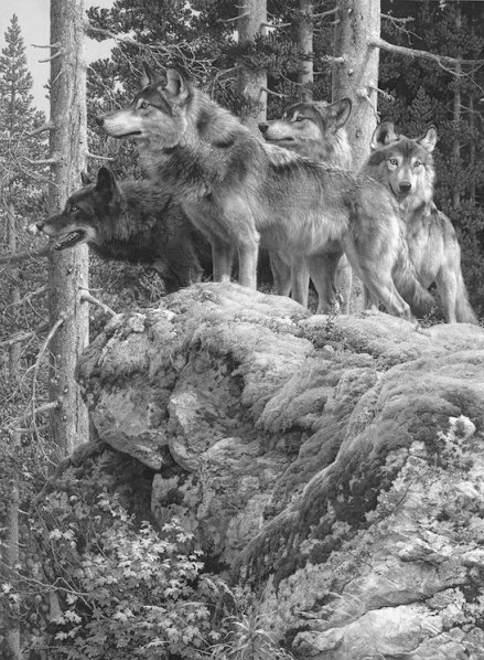 STOP WOLF HUNTS: WOLF PETITIONS