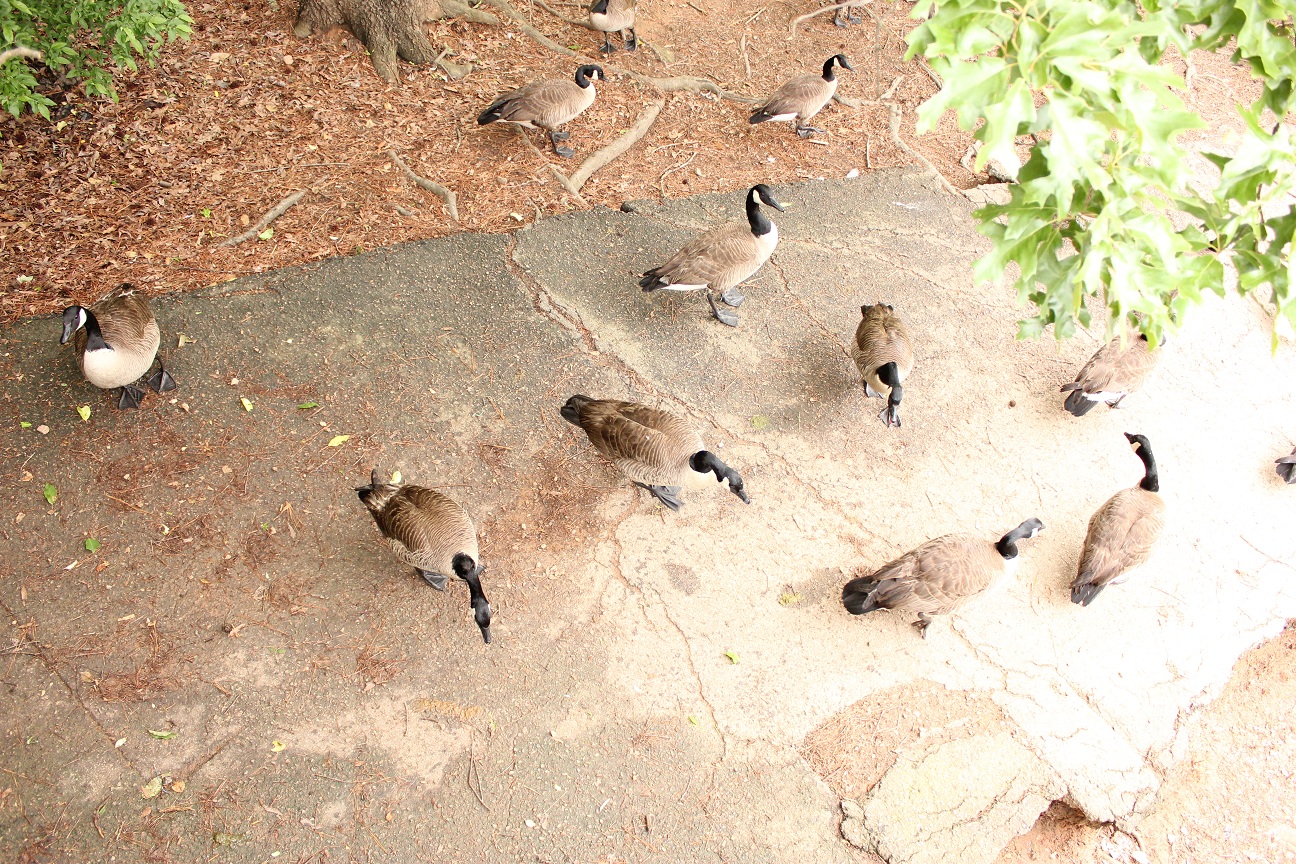 *The Handcrafted Life*: Backyard Turtles and Demon Geese